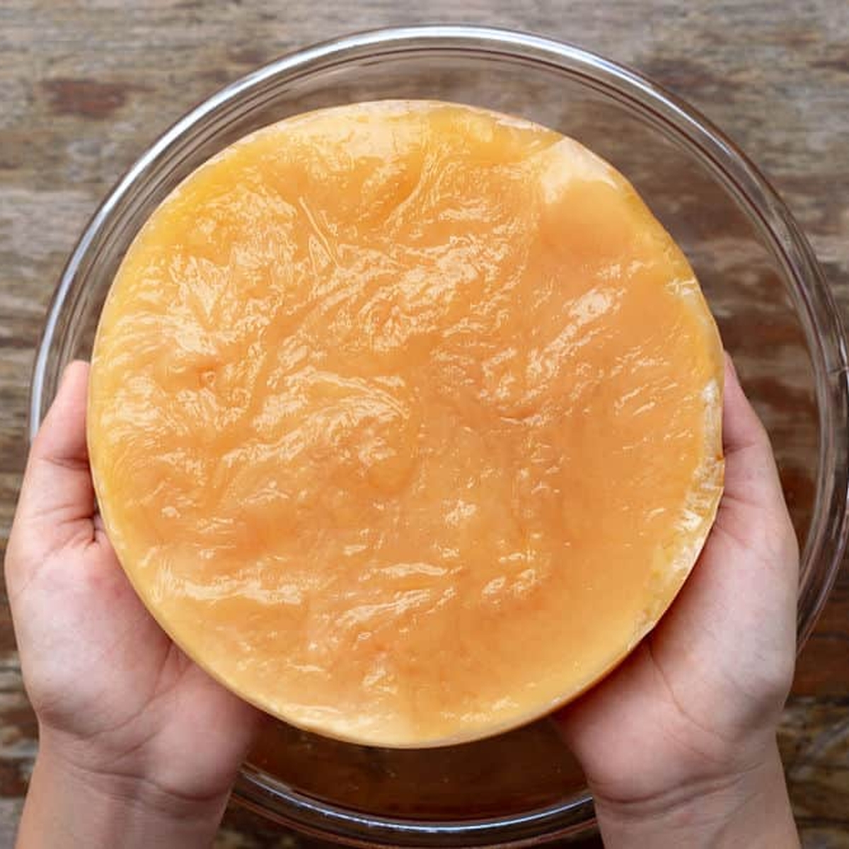 Scoby de Kombucha Brinde: Manual e Suporte