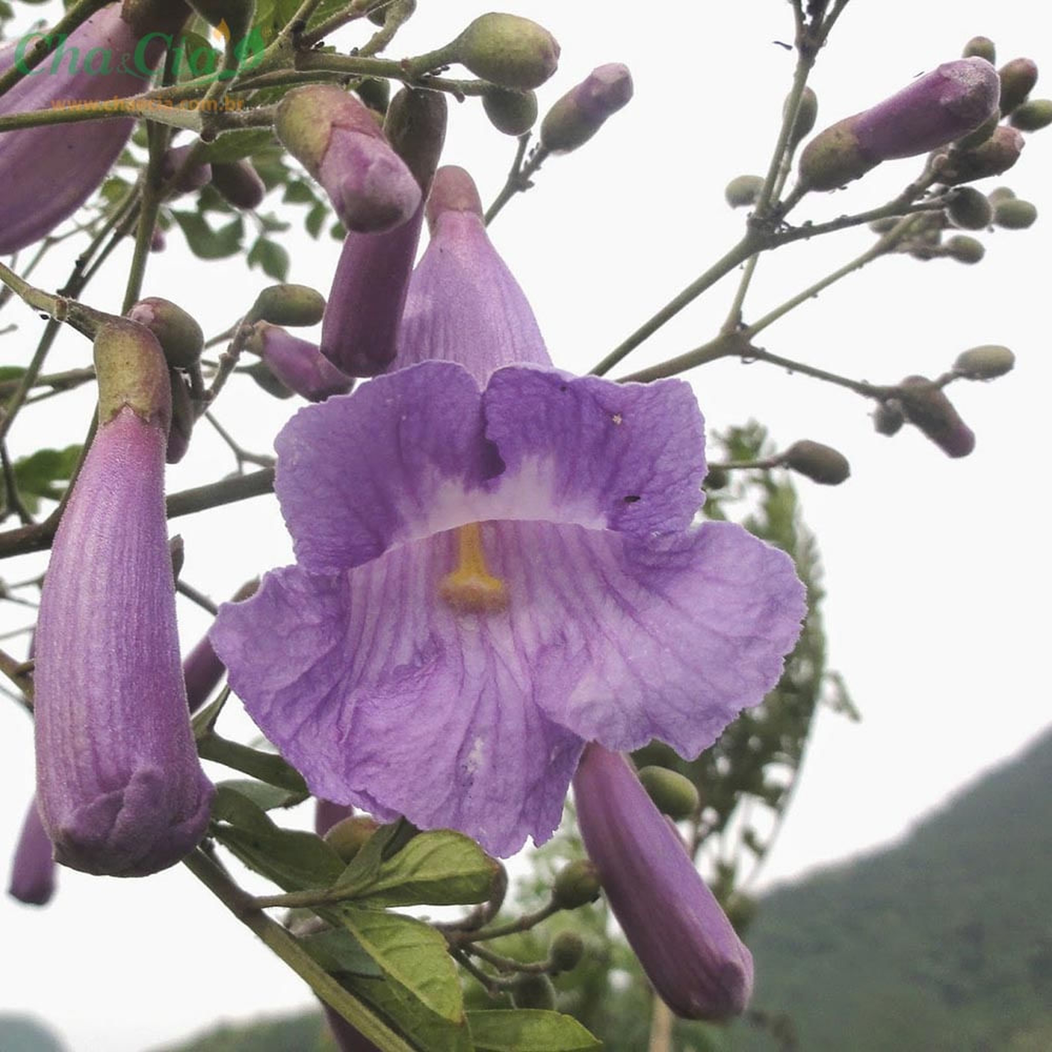Chá de Carobinha - Jacaranda caroba - Vellozo 100g – Chá e Cia