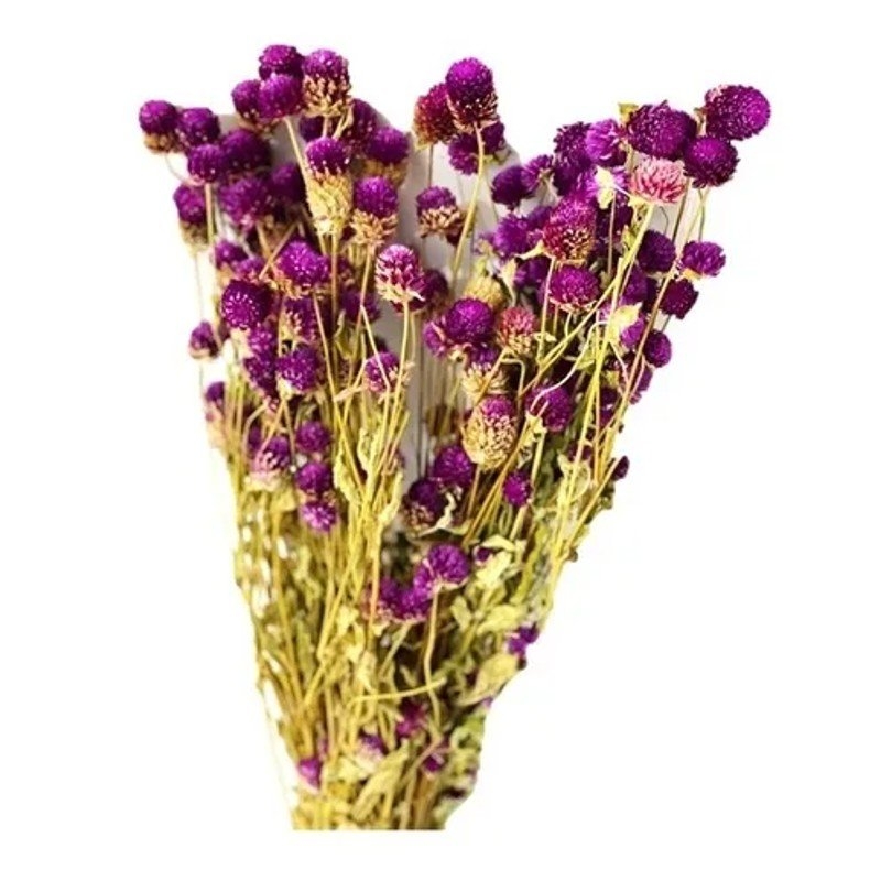 Buque Flor De Perpétua Desidratada – Inspira Flora