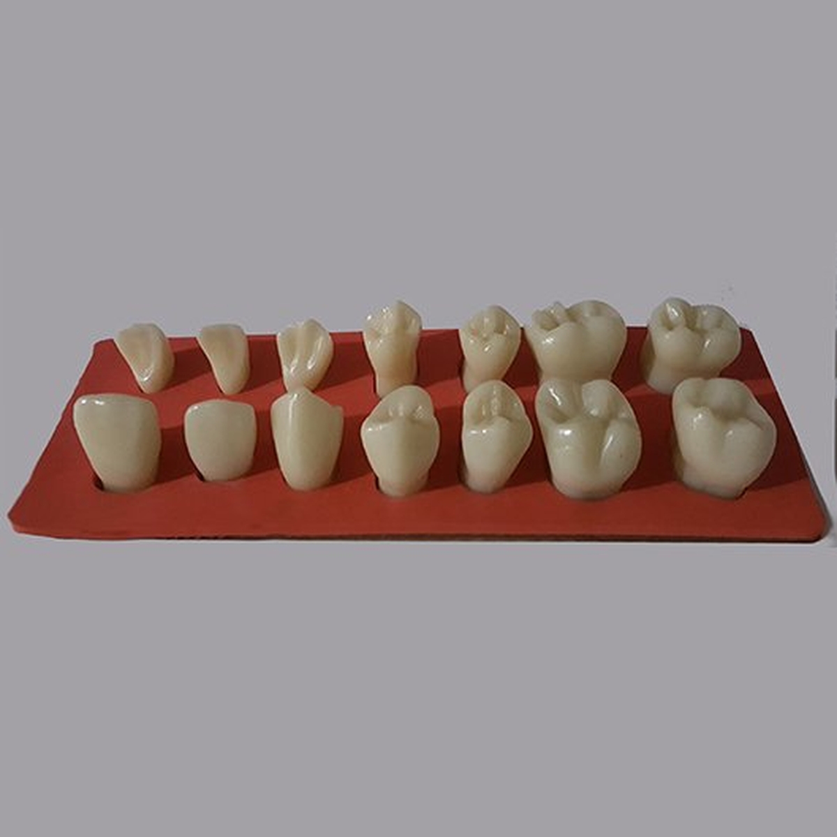 MACRO DENTE EM RESINA PARA O ESTUDO DE ANATOMIA E ESC. DENTAL